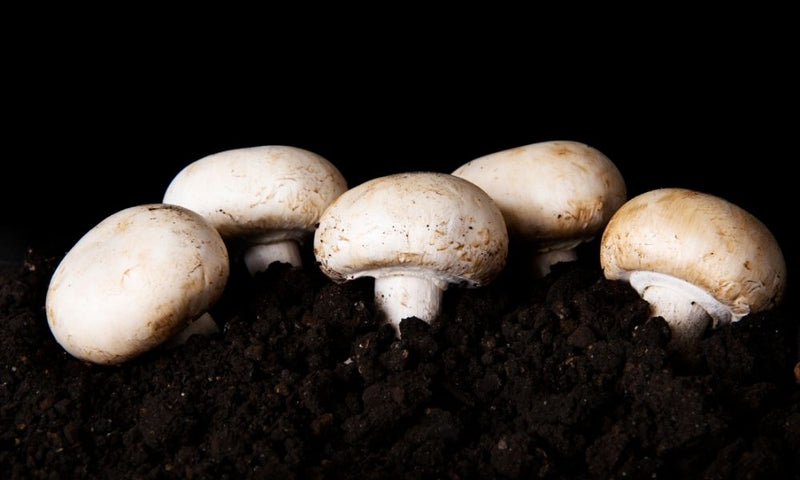 The Ultimate Guide to Mushroom Casing Soil – Midwest Grow Kits