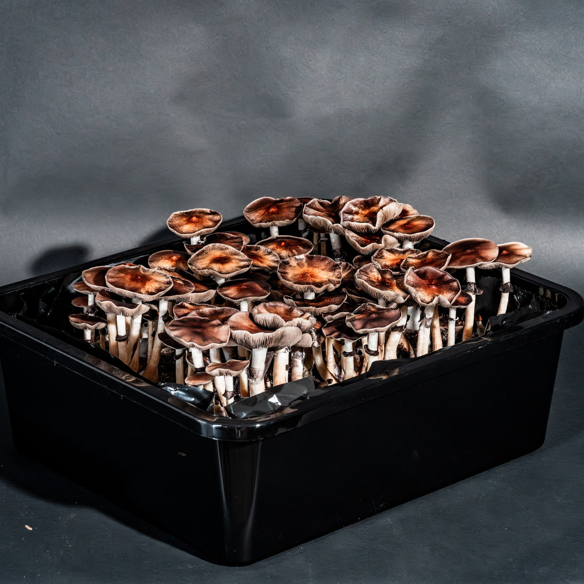 Home page – Midwest Grow Kits