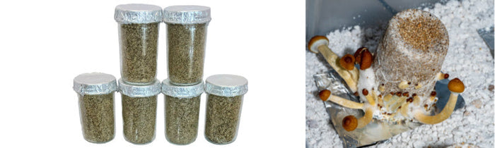 BRF Substrate Jars | PF TEK | Midwest Grow Kits
