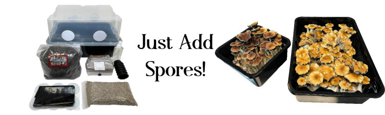 Mushroom Monotub Grow Kit | Midwest Grow Kits