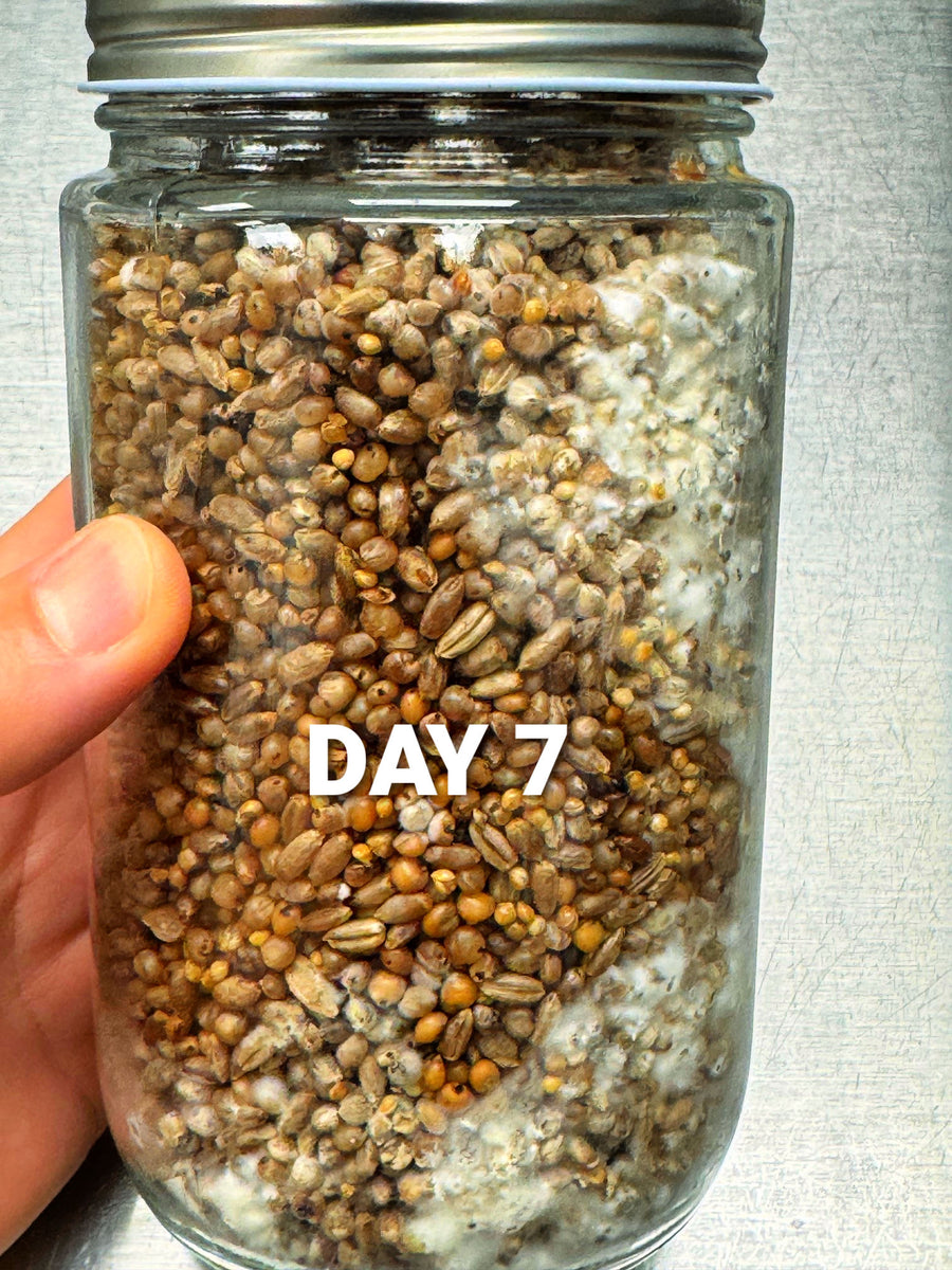 Grain Spawn Mushroom Jars | Midwest Grow Kits