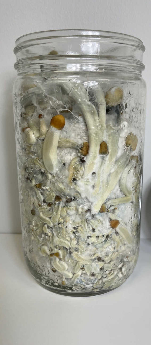 Grain Spawn Mushroom Jars | Midwest Grow Kits