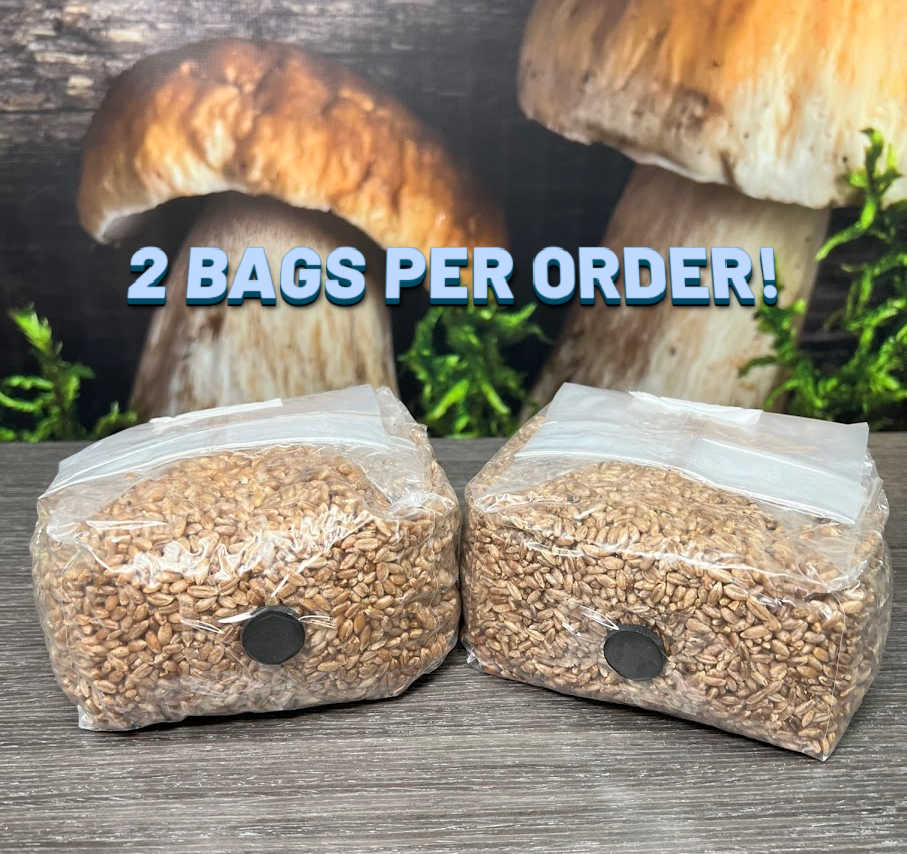 Rye Grain 2 Quarts Spawn Bags | Midwest Grow Kits