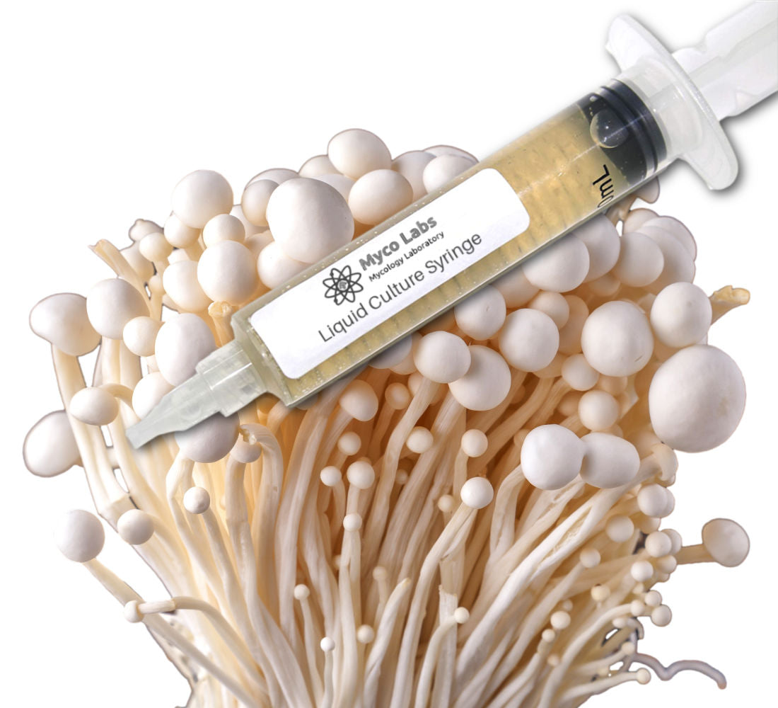 White Enoki (Enokitake) Liquid Culture Syringe (10cc) – Midwest Grow Kits